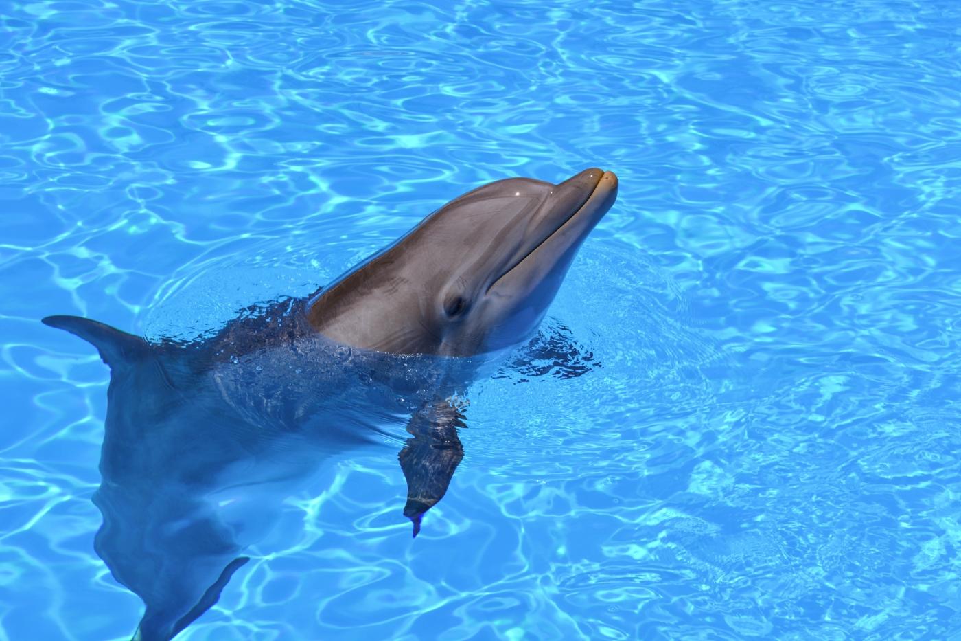 Biological Findings: Howe Lovatt's Research of Peter the Dolphin