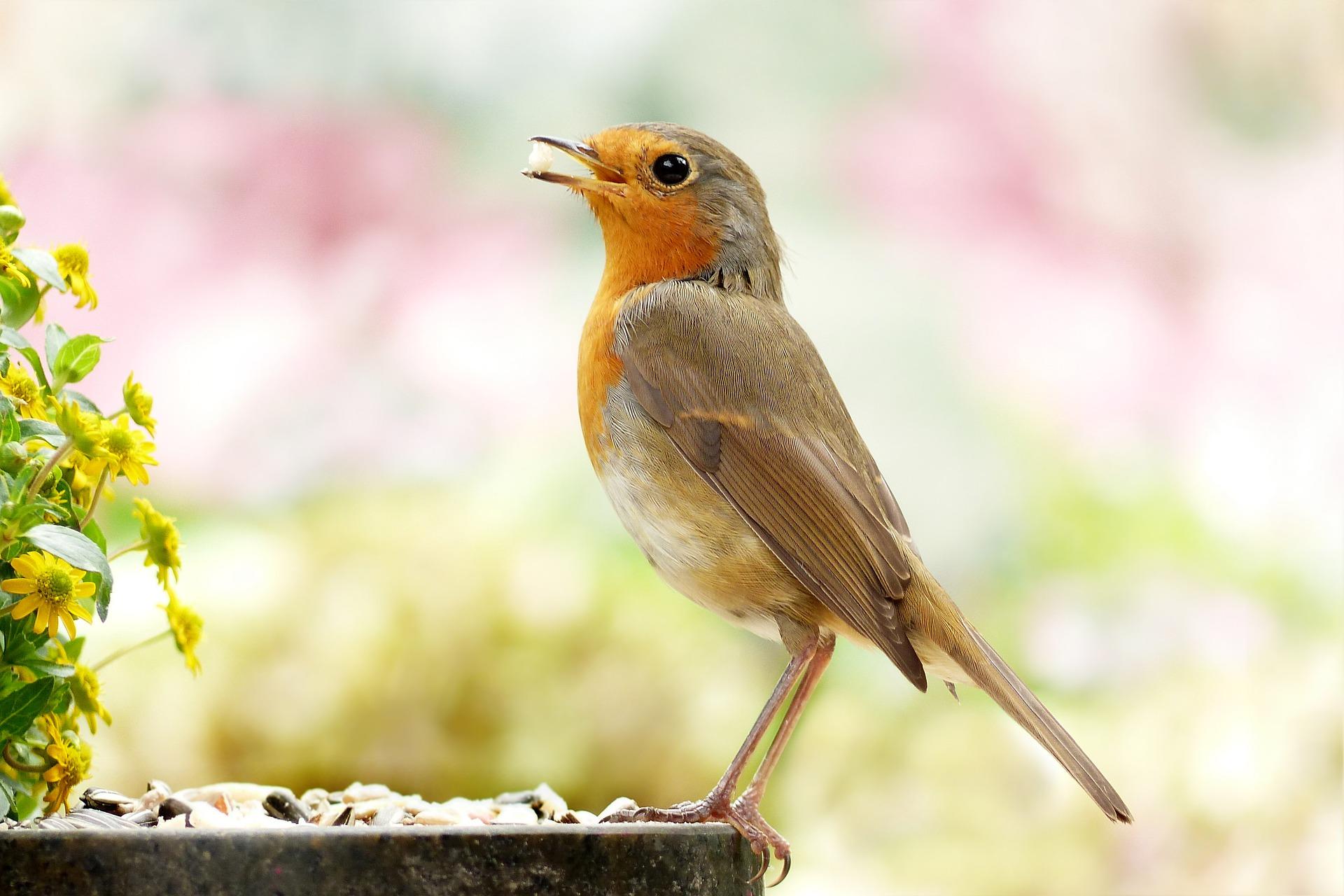 The Reasons Birds Sing | Superprof