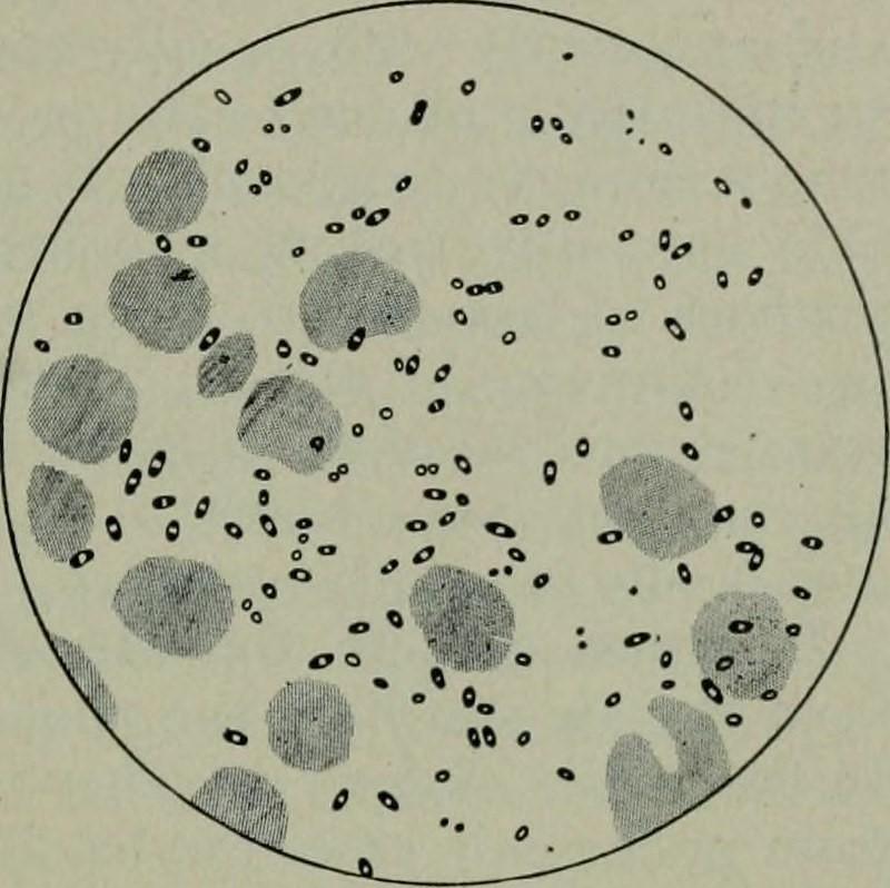 Is Microbiology Hard In The United States? | Superprof